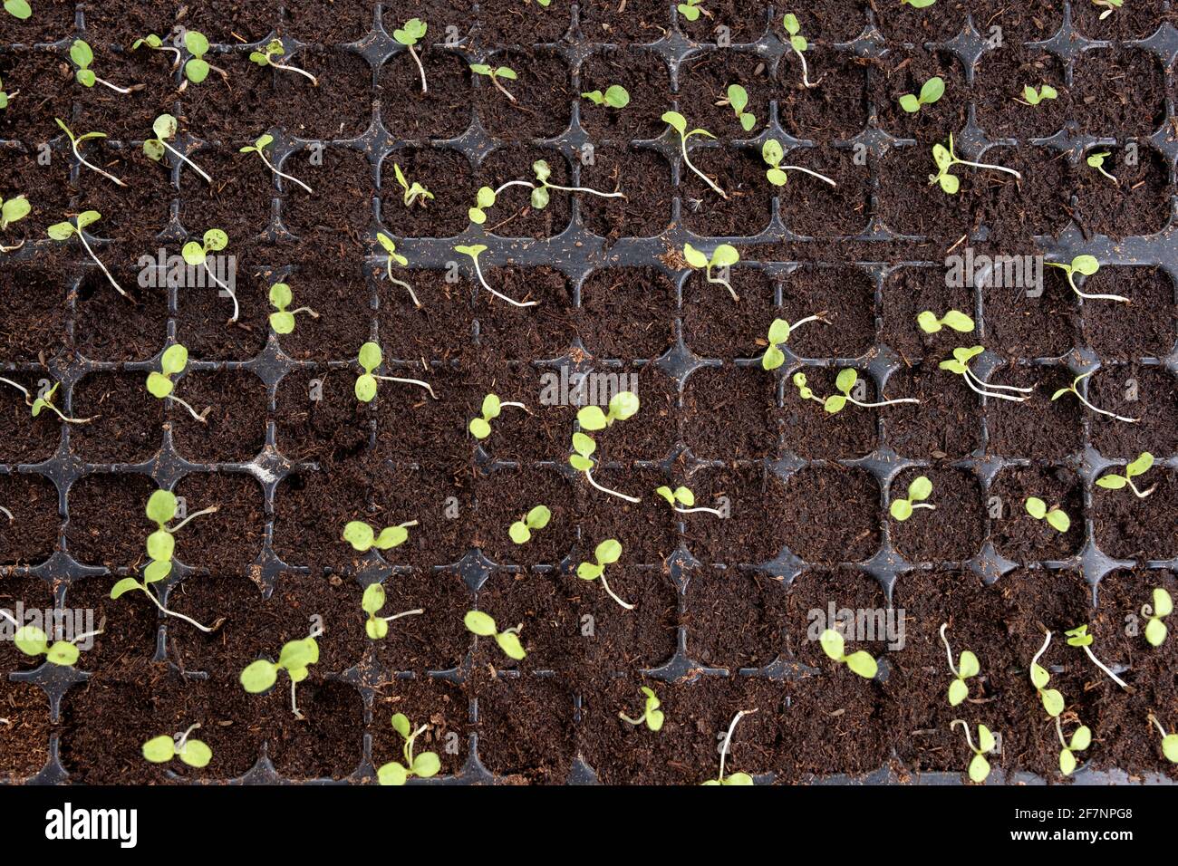 Top view of seedlings with green leaf growing in planting tray Stock ...