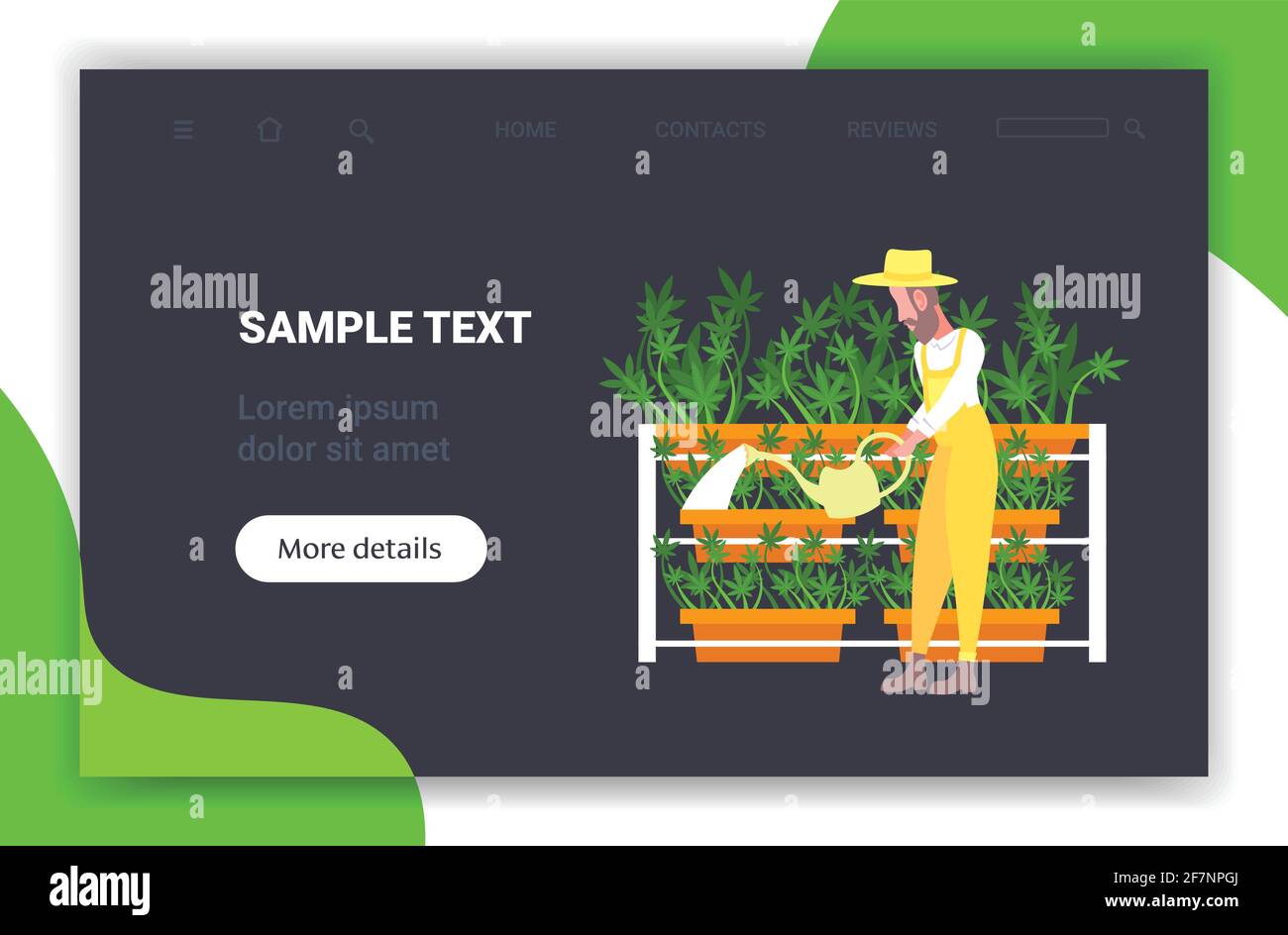 man farmer watering cannabis industrial hemp plantation growing ...