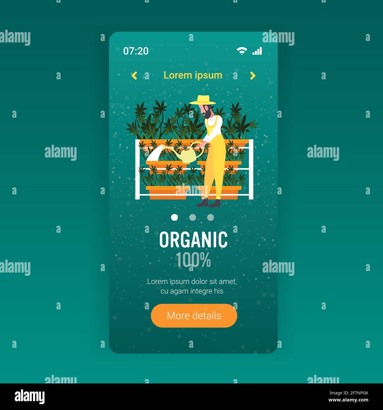 man farmer watering cannabis industrial hemp plantation growing ...