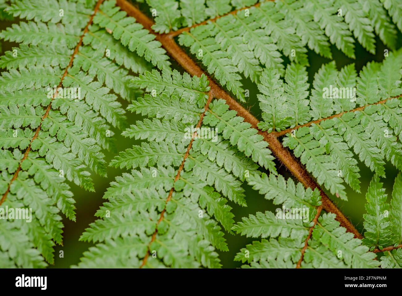 Green fern plants in nature. Fern plants in the forest. Fresh green ...