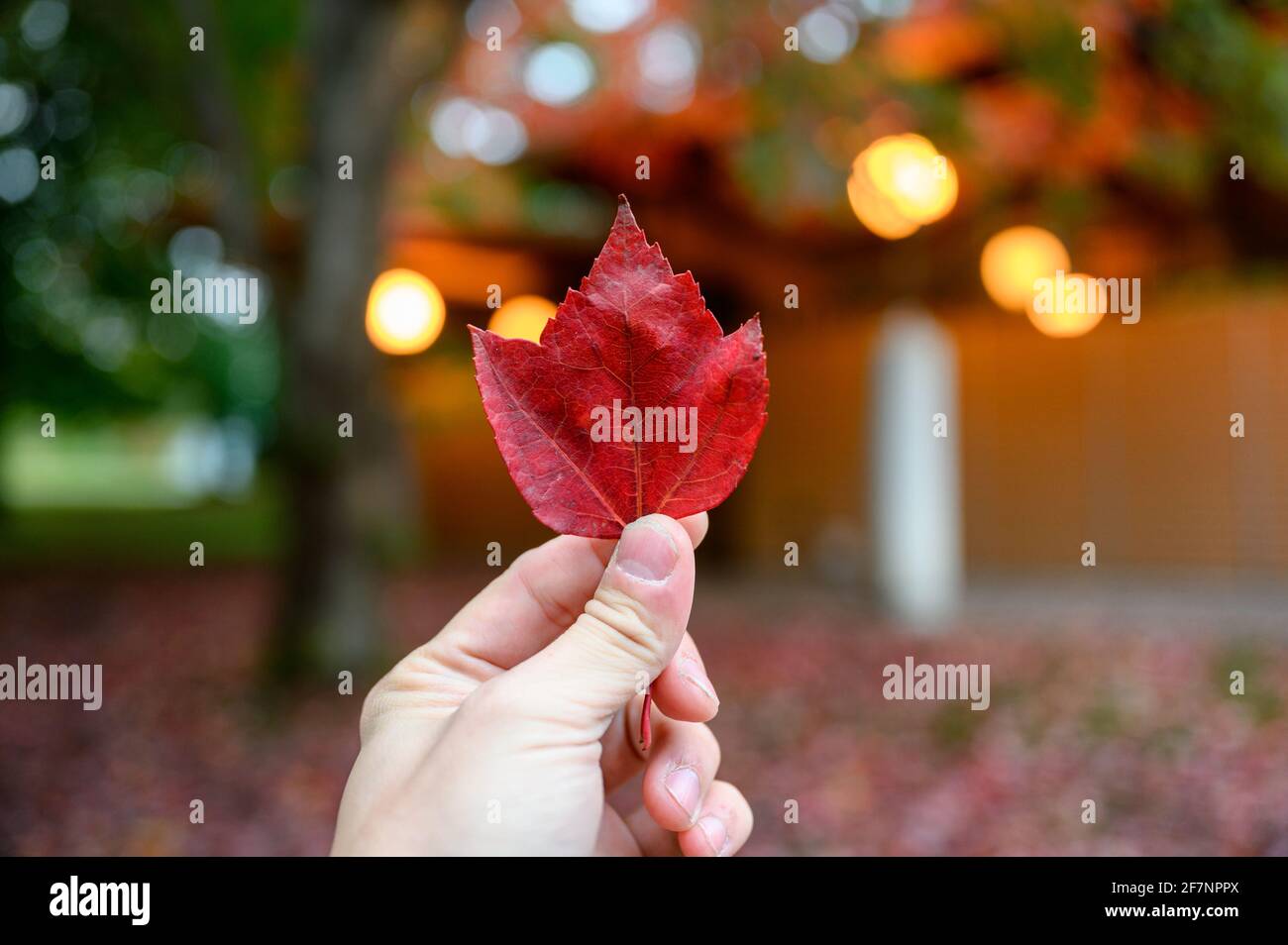 Hand holding red maple leaf on light shiny in autumn garden Stock Photo ...