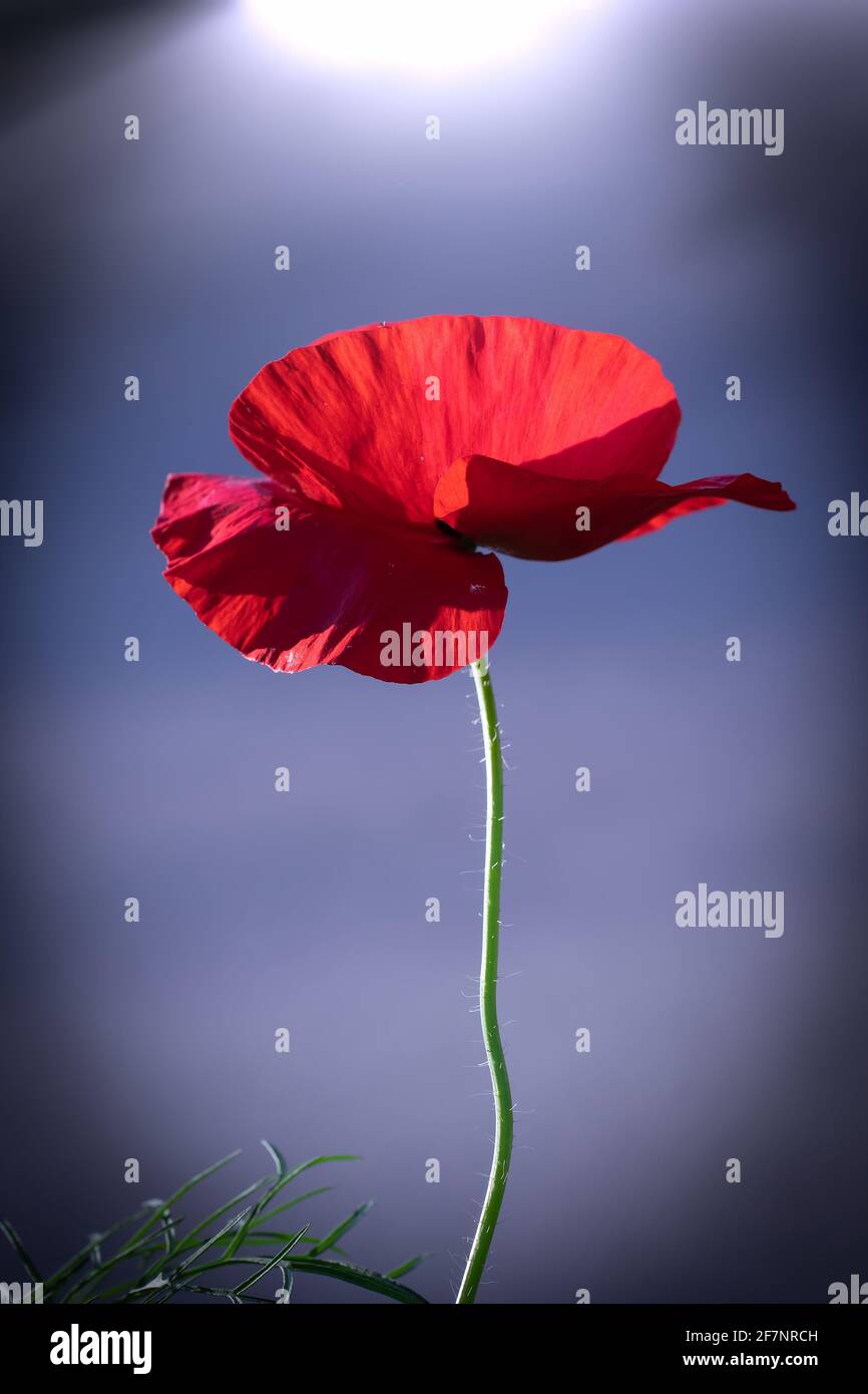 Red poppy flower against the rays of the setting sun on a summer day ...
