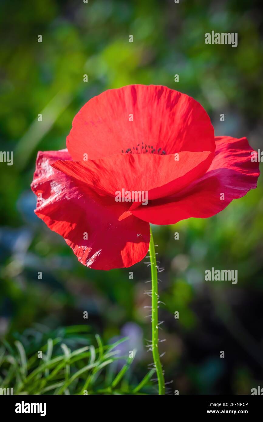 Red poppy flower against the rays of the setting sun on a summer day ...