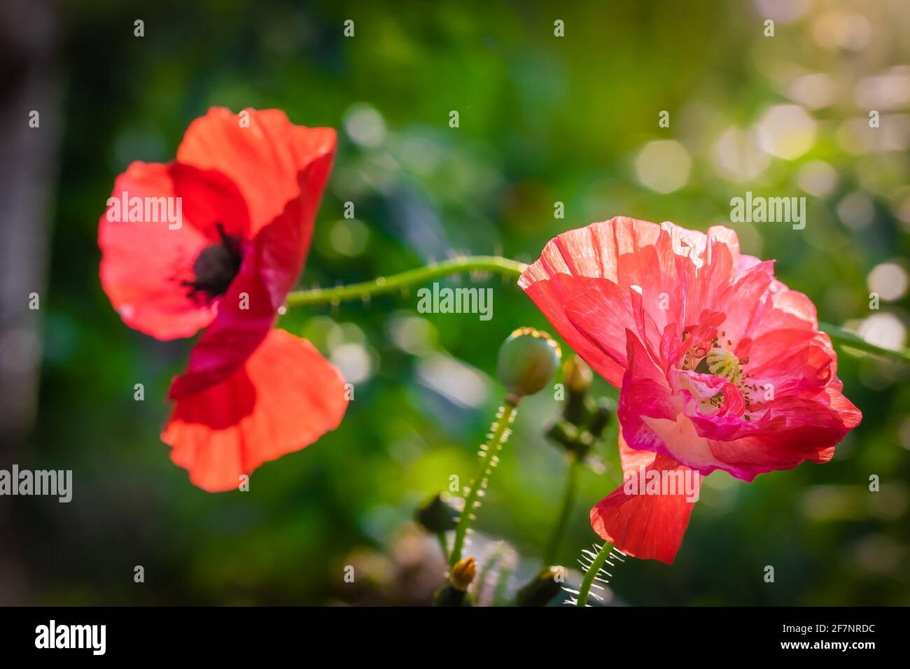 Red poppy flower against the rays of the setting sun on a summer day ...
