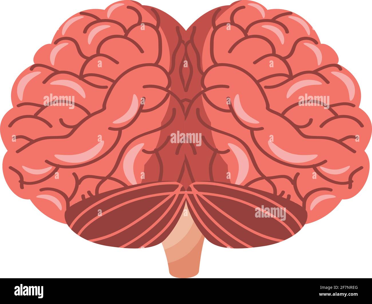 anatomical human brain Stock Vector Image & Art - Alamy