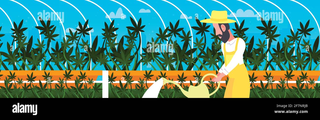 man farmer watering cannabis industrial hemp plantation growing ...
