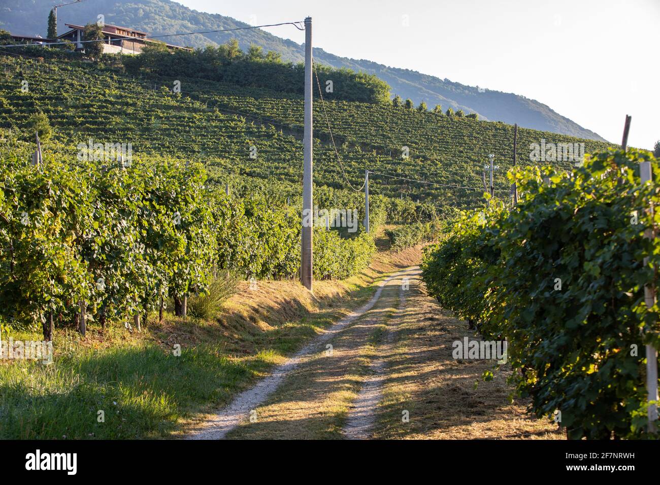 Prosecco region hi-res stock photography and images - Alamy