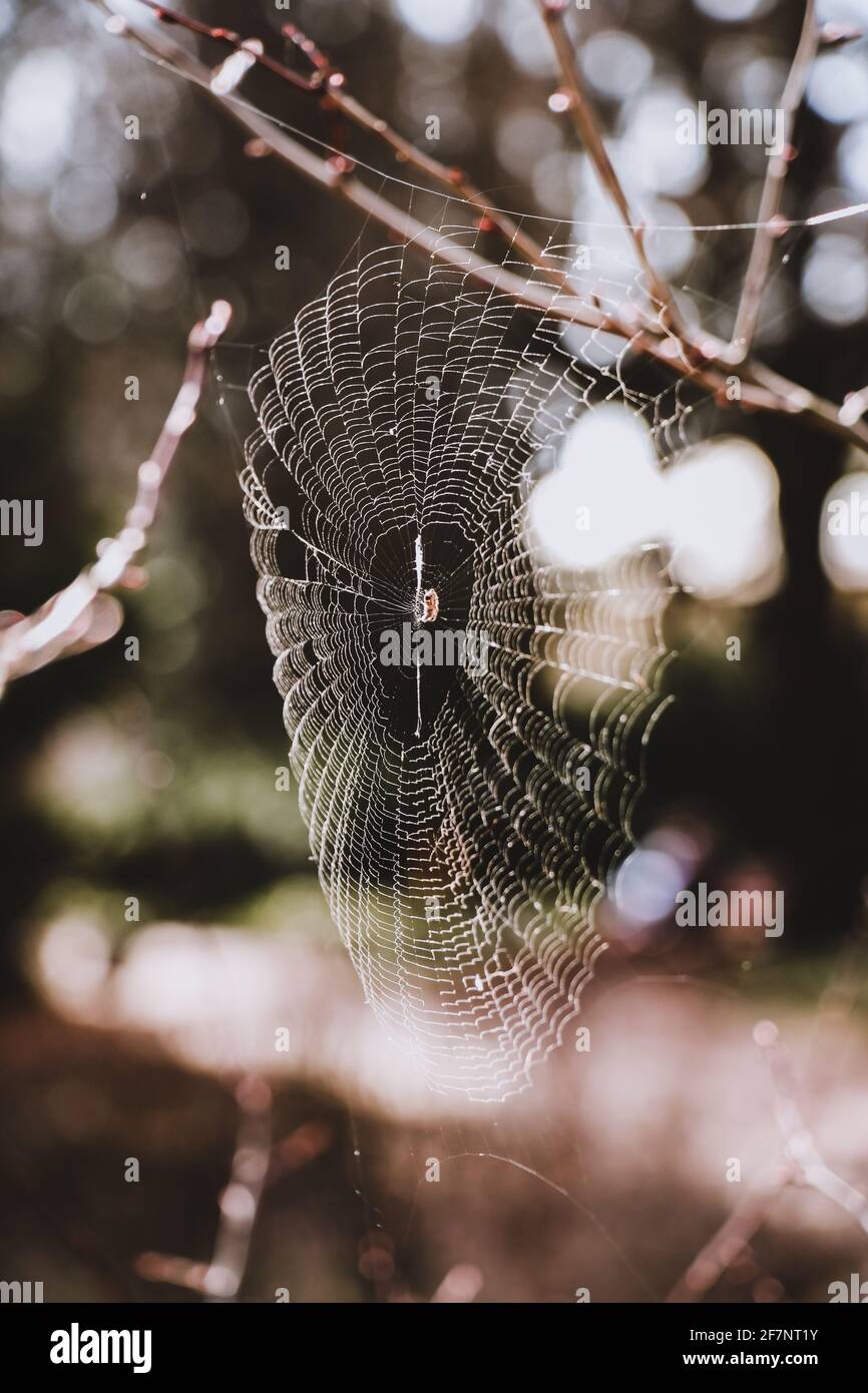 Spider net in a branch spiderweb on a branch hi-res stock photography ...