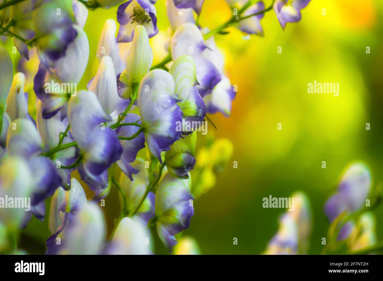 Akonite hi-res stock photography and images - Alamy