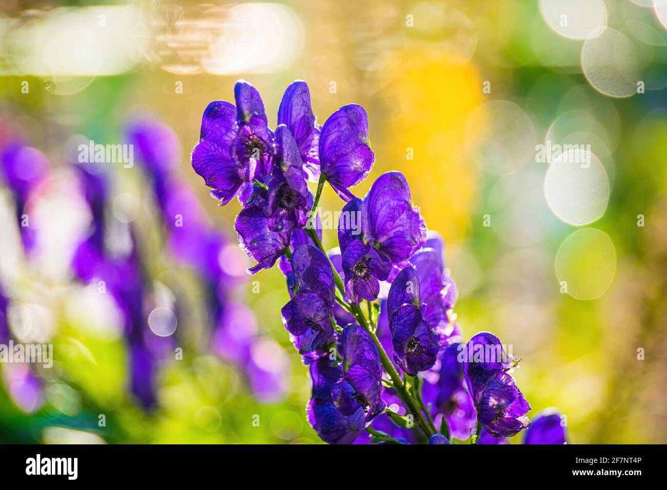 Commonly known as aconite hi-res stock photography and images - Alamy