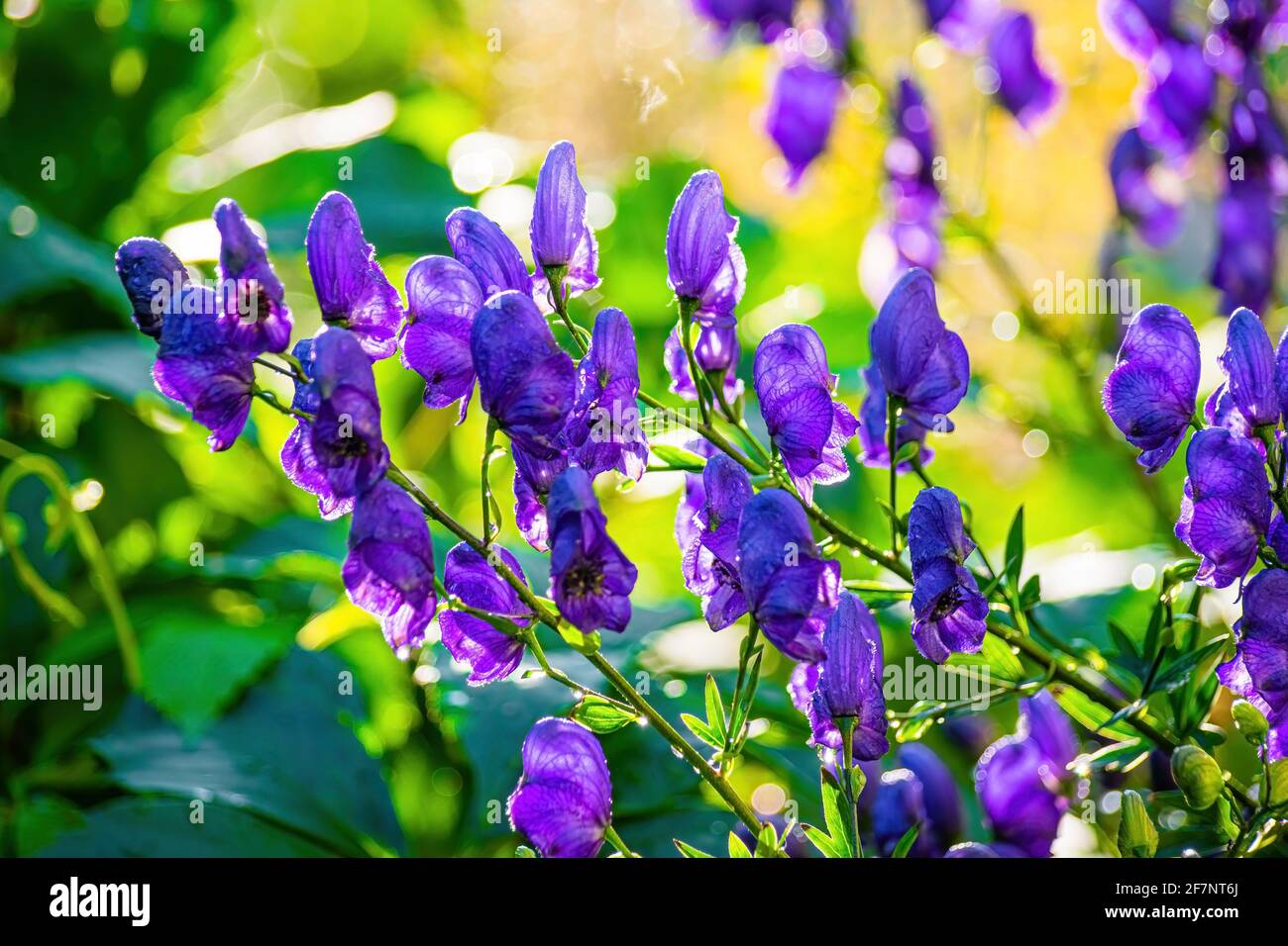 Aconite flower commonly known as aconitum, monkshood, wolf Stock Photo ...
