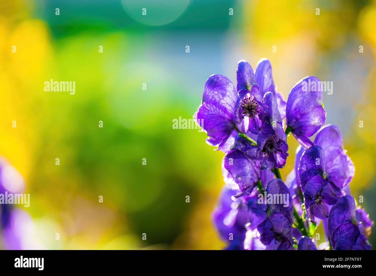 Commonly known as aconite hi-res stock photography and images - Alamy