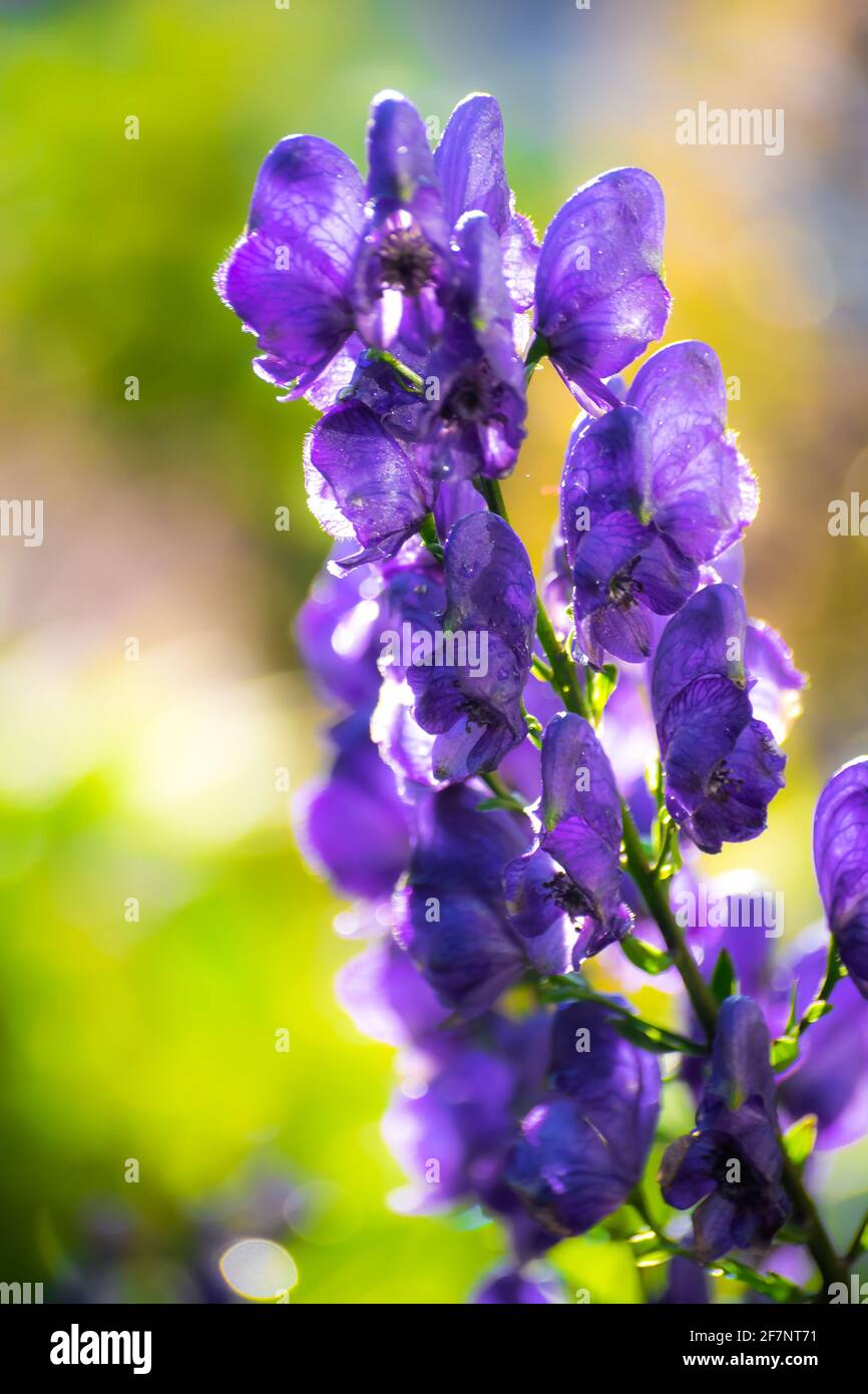 Aconite flower commonly known as aconitum, monkshood, wolf Stock Photo ...