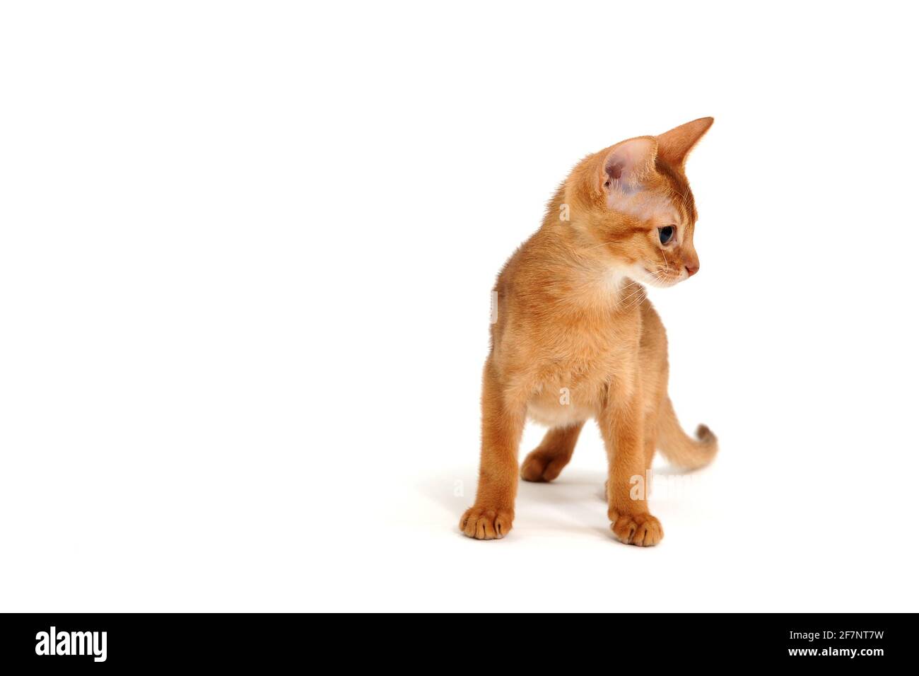 Abyssinian ginger cat stands on a white background Stock Photo - Alamy