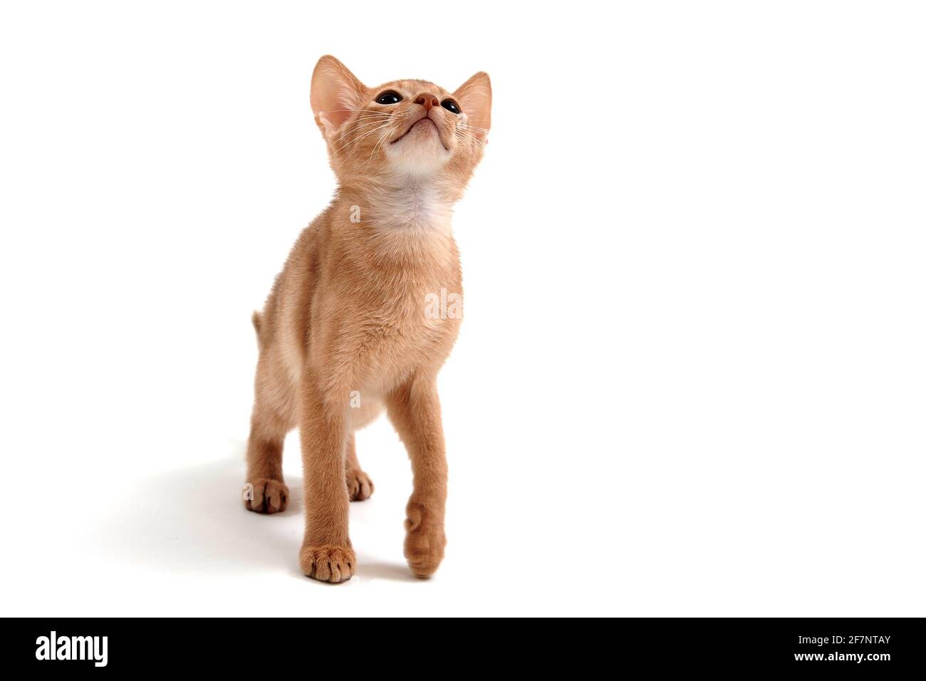 Abyssinian ginger cat stands on a white background Stock Photo - Alamy