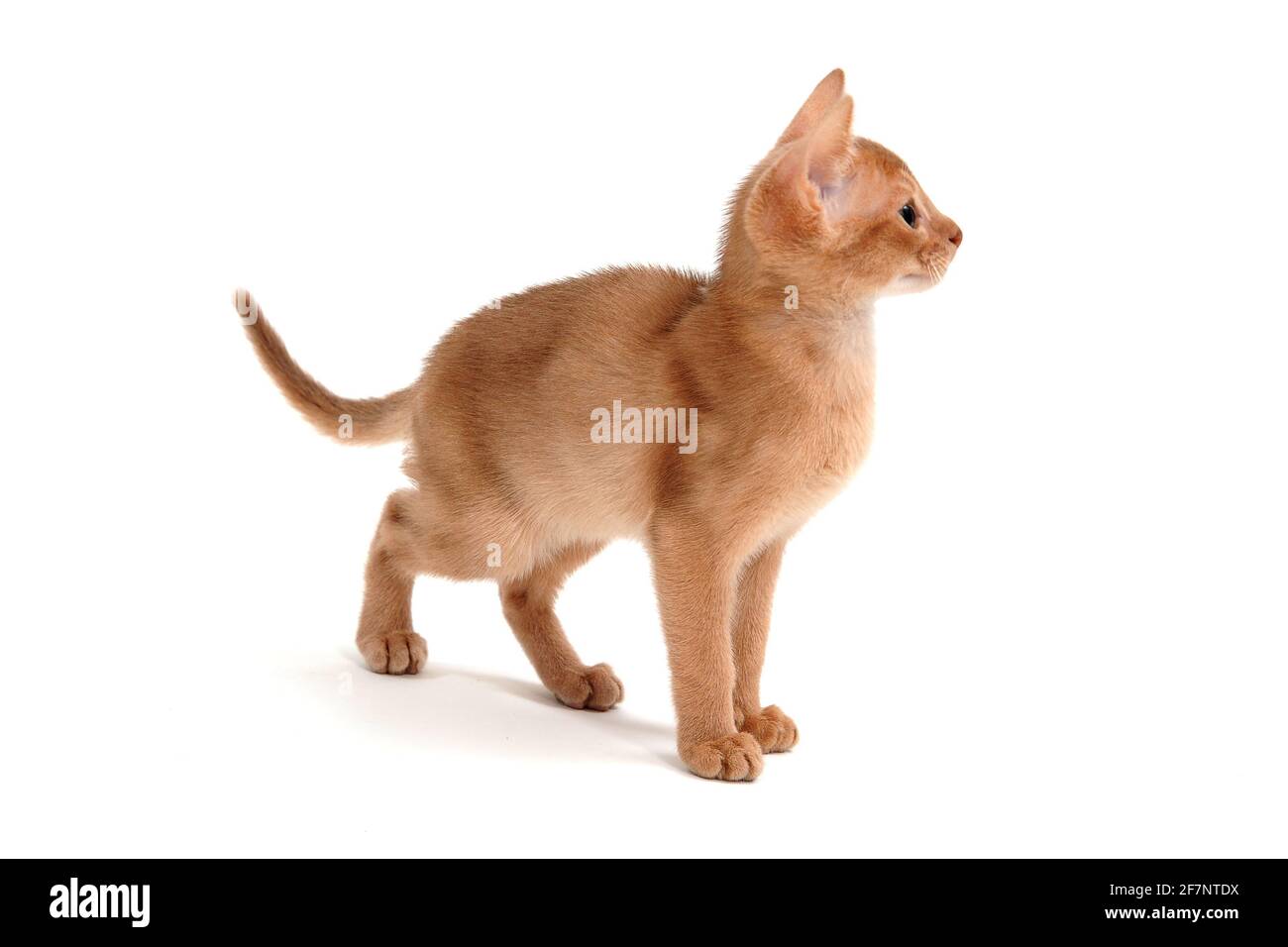 Abyssinian ginger cat stands on a white background Stock Photo - Alamy