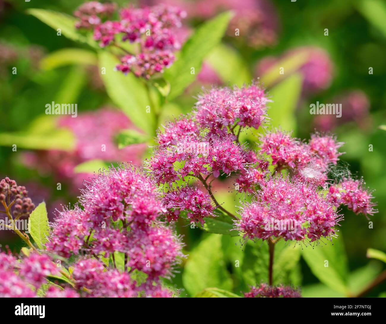 Pink spirea hi-res stock photography and images - Alamy