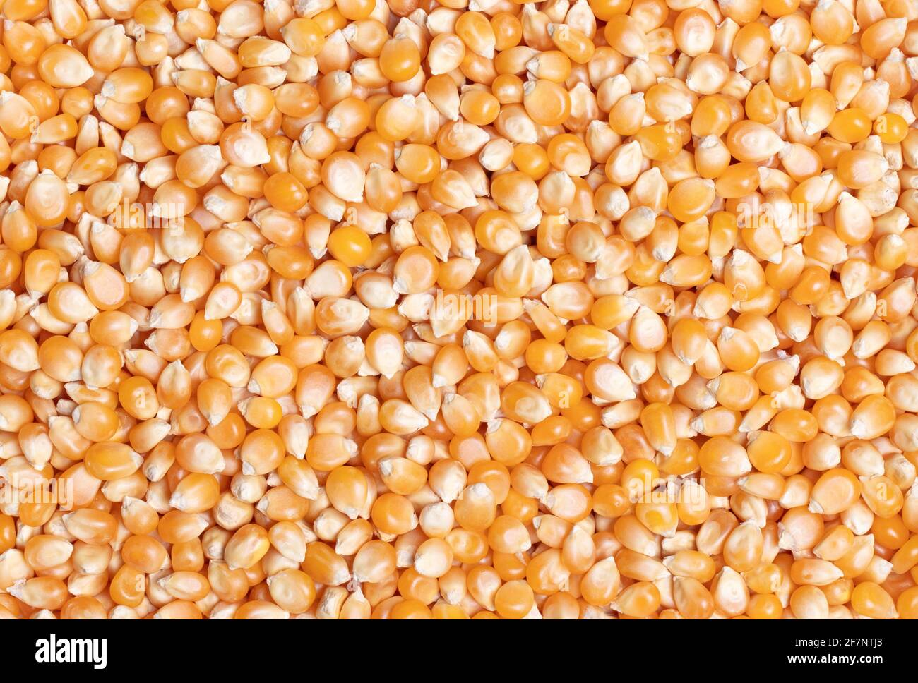 Popcorn corn - Raw grain, full frame image Stock Photo - Alamy