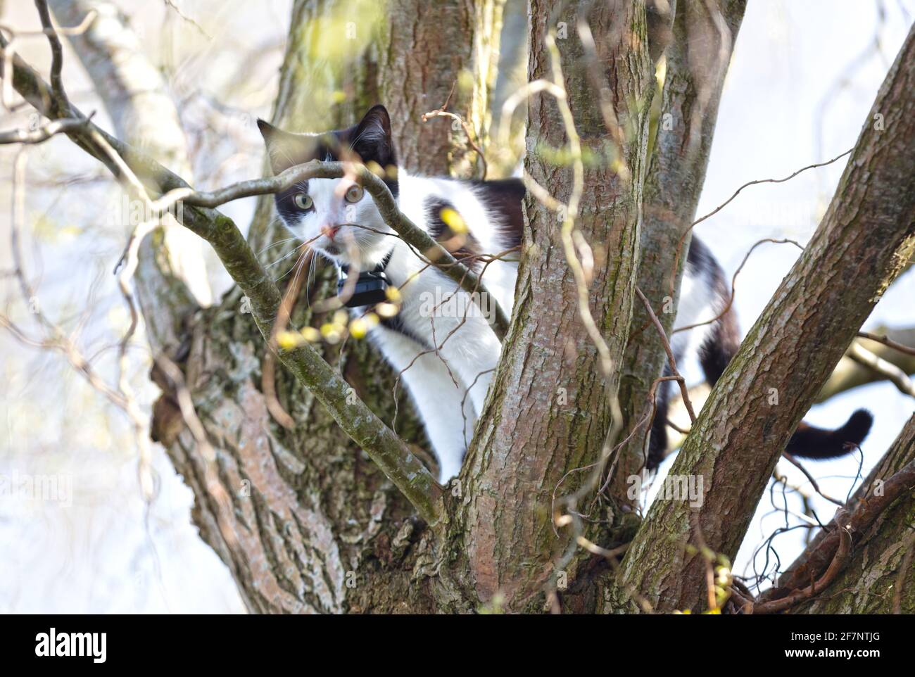White cat in a tree hi-res stock photography and images - Alamy