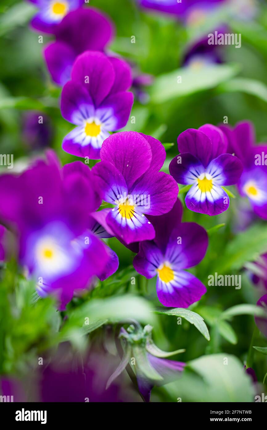 Violet marigold flowers hi-res stock photography and images - Alamy