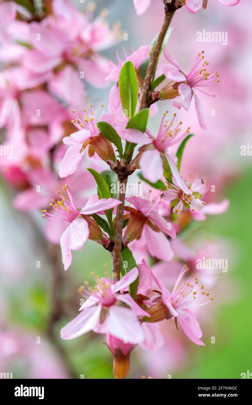 Spring flowering pink almond closeup in garden Stock Photo - Alamy