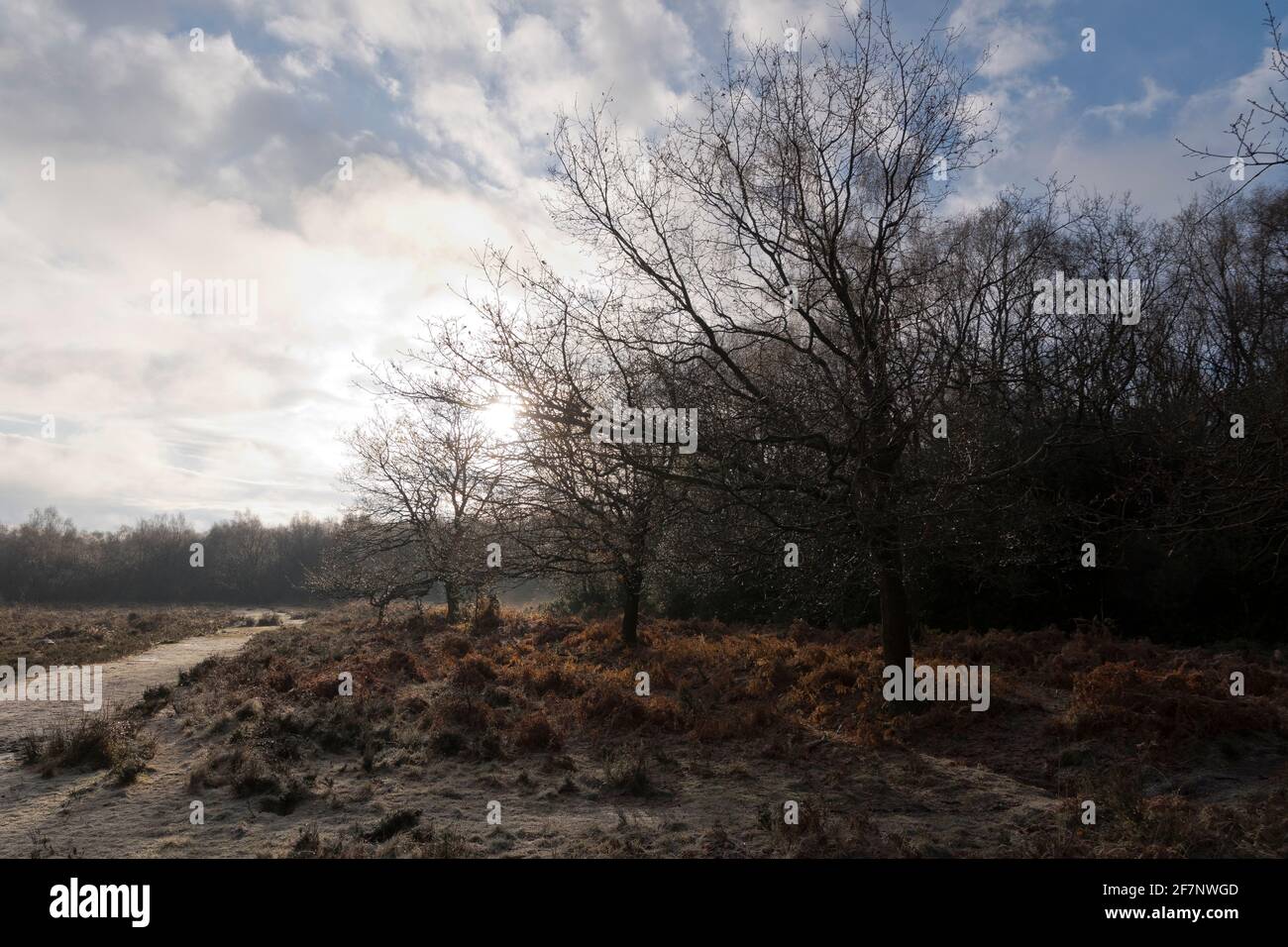 Trees in the countryside Stock Photo - Alamy