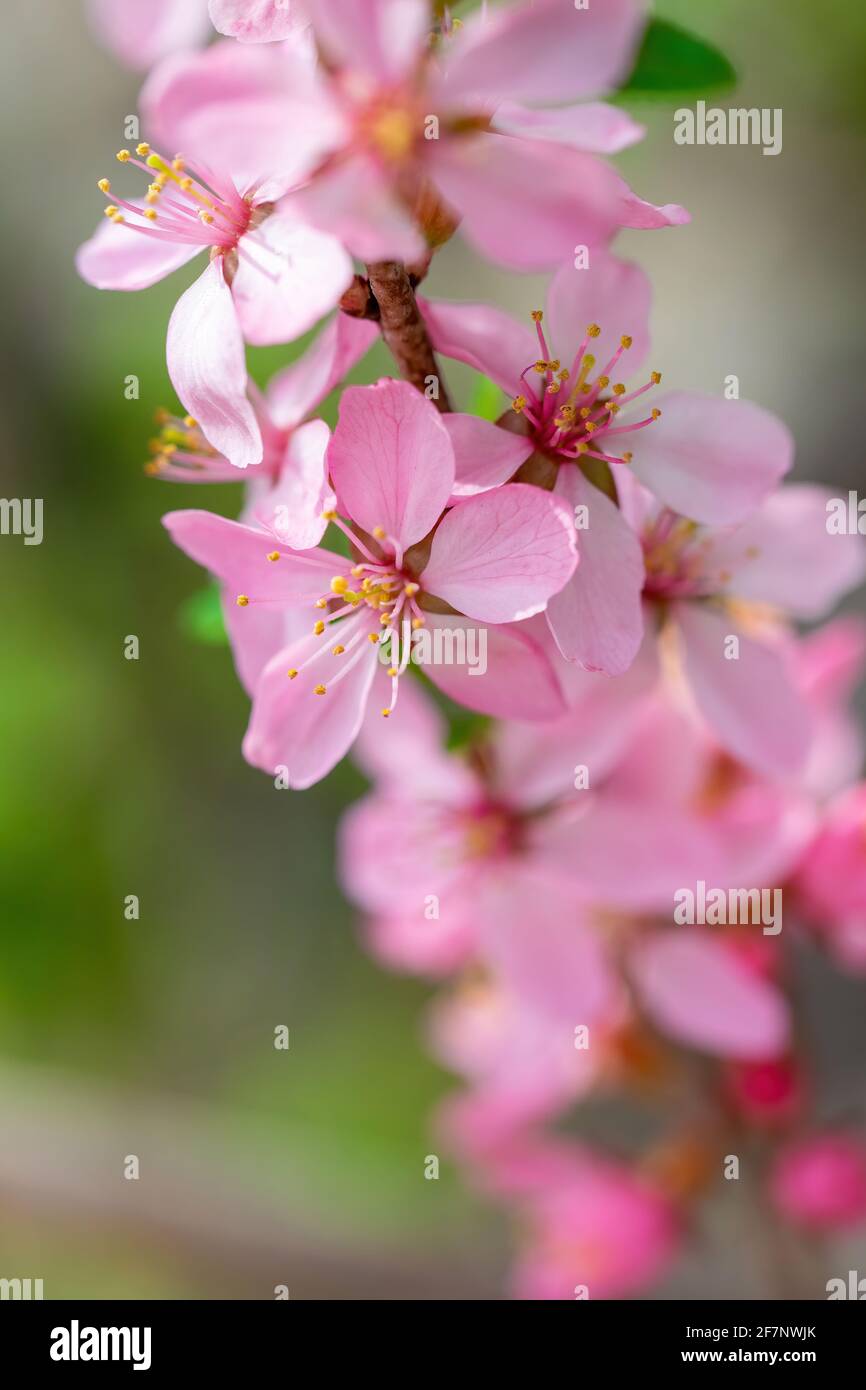 Spring flowering pink almond closeup in garden Stock Photo - Alamy