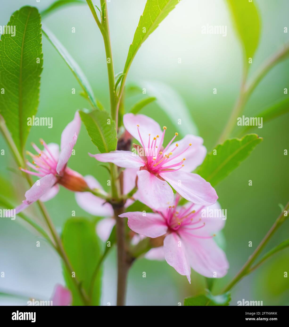 Spring flowering pink almond closeup in garden Stock Photo - Alamy