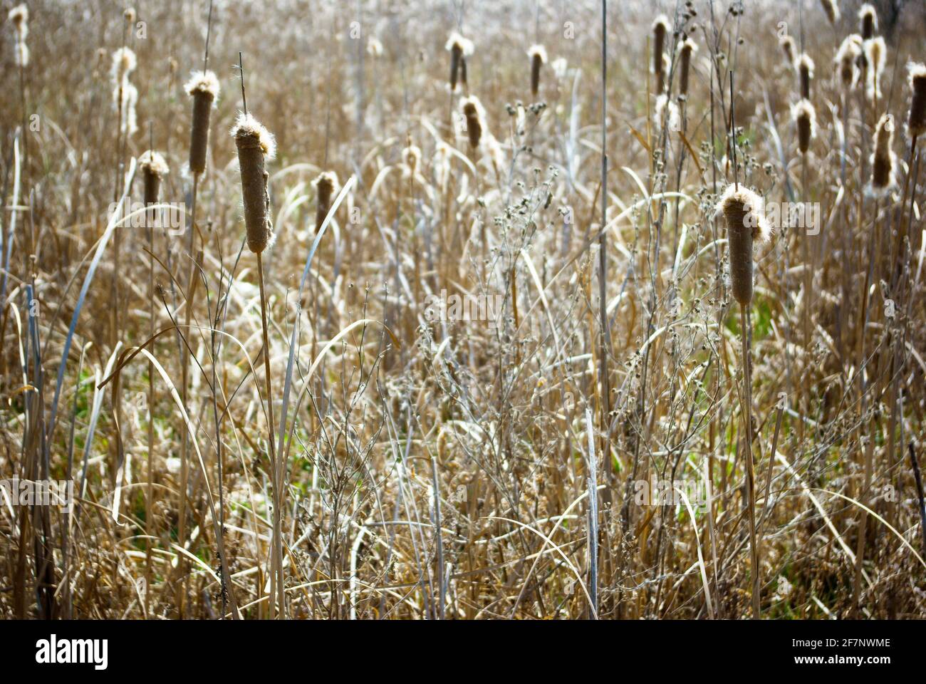 Dry reeds background under the afternoon sunlight. Dry plants on a ...