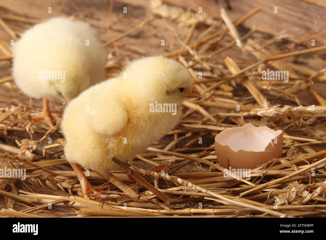 poultry farming - the newly hatched yellow chicks Stock Photo - Alamy