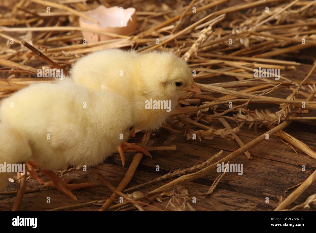Poultry farming hi-res stock photography and images - Alamy