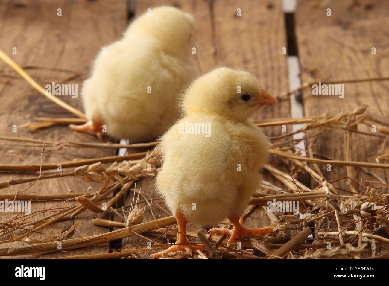 poultry farming - the newly hatched yellow chicks Stock Photo - Alamy