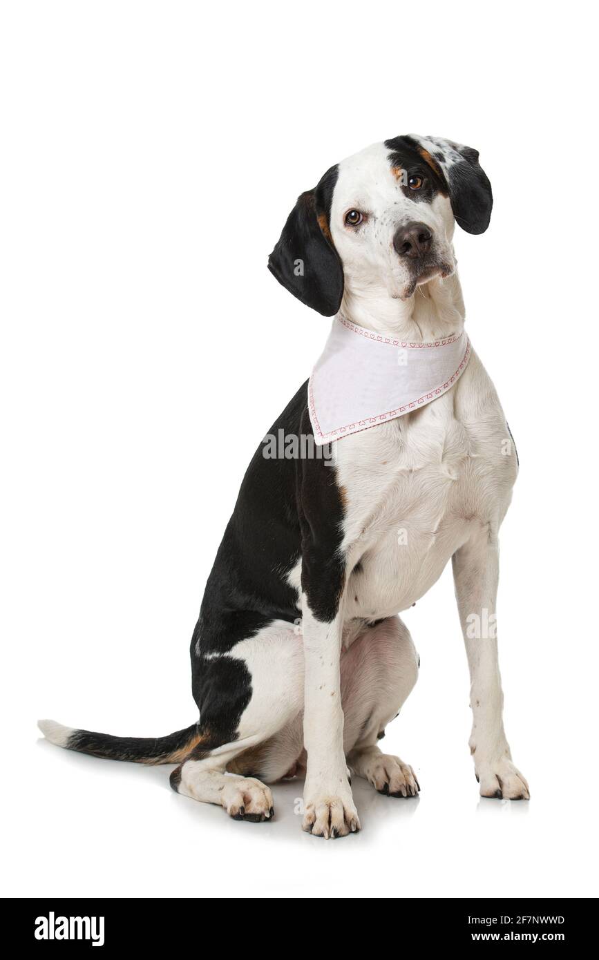 Big cross breed dog isolated on white Stock Photo - Alamy