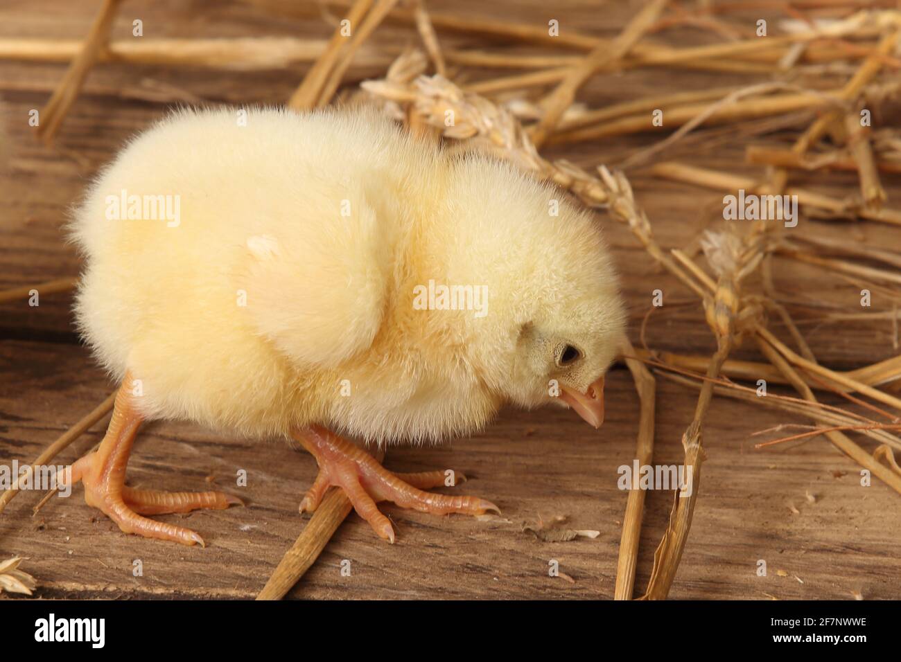 poultry farming - the newly hatched yellow chicks Stock Photo - Alamy