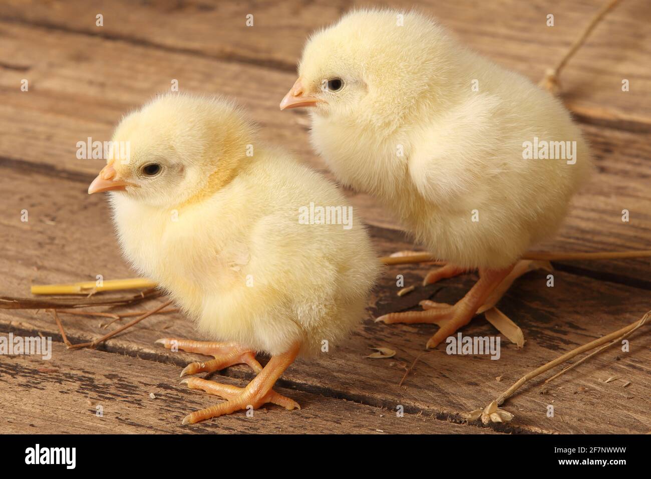 poultry farming - the newly hatched yellow chicks Stock Photo - Alamy