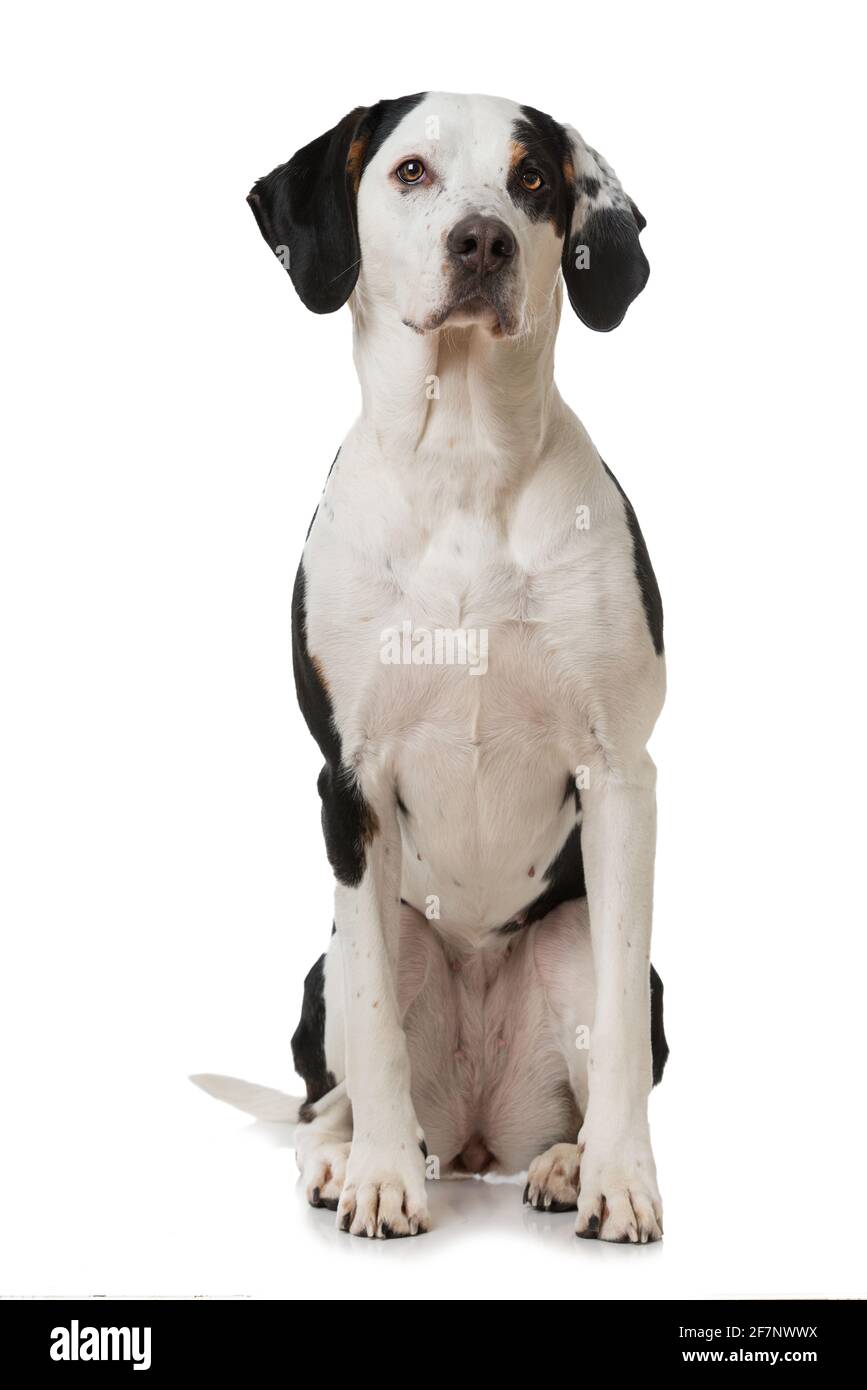 Big cross breed dog isolated on white Stock Photo - Alamy