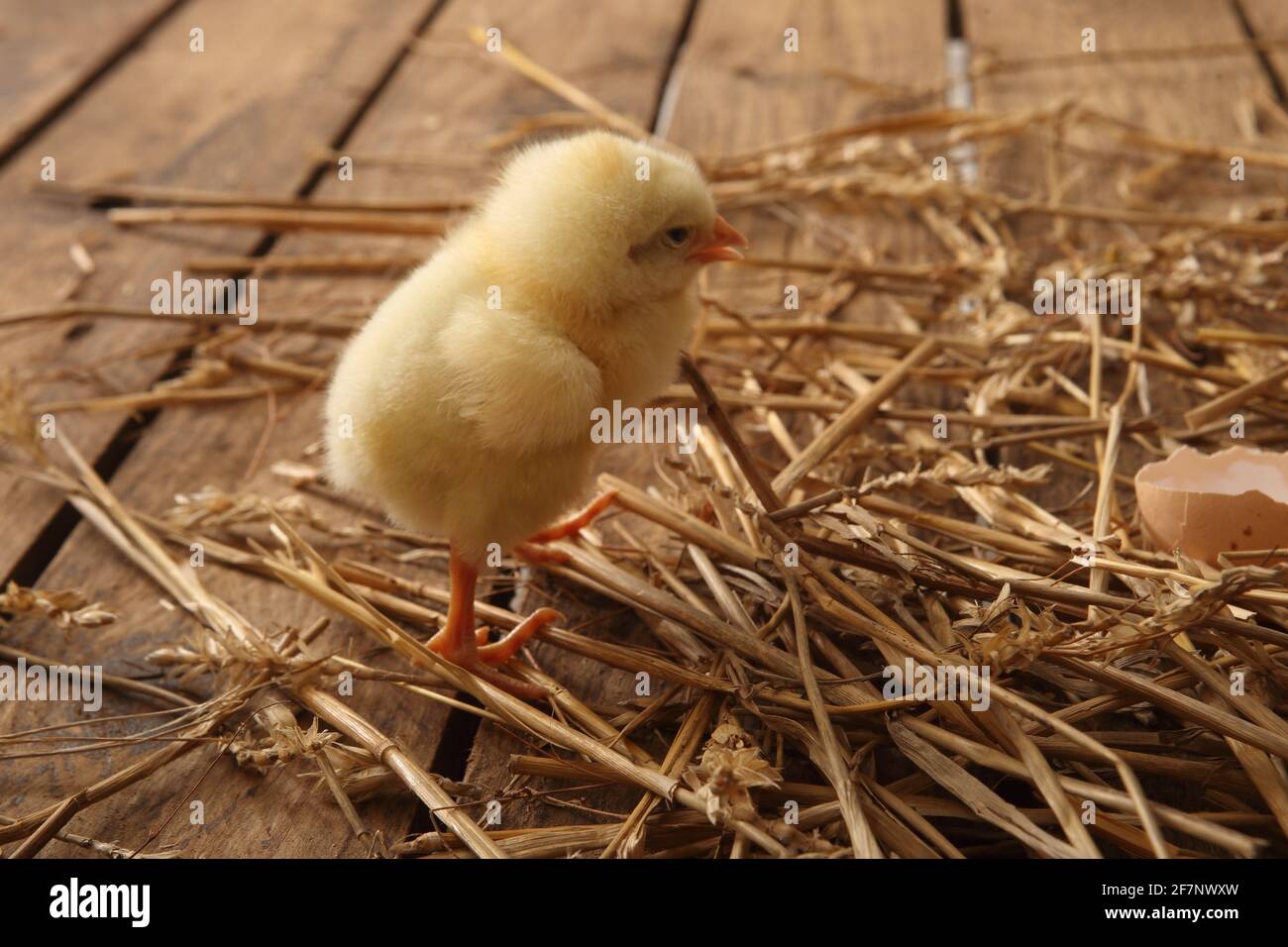 poultry farming - the newly hatched yellow chicks Stock Photo - Alamy