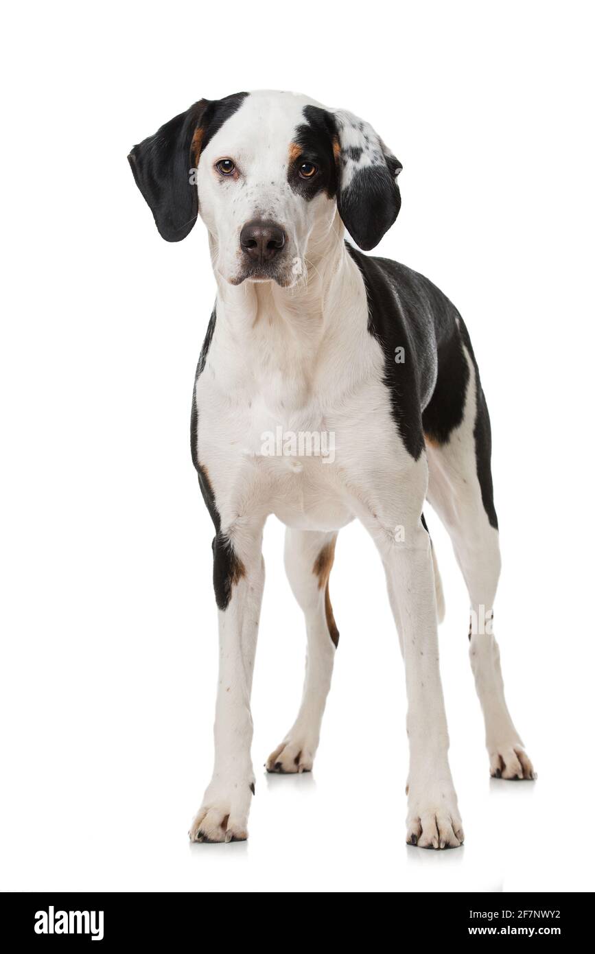 Big cross breed dog isolated on white Stock Photo - Alamy