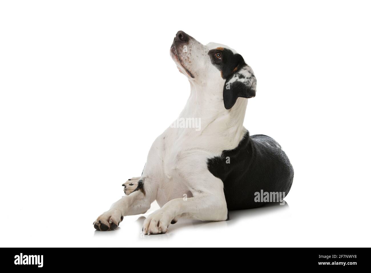 Big cross breed dog isolated on white Stock Photo - Alamy