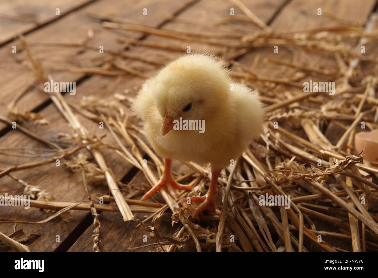 poultry farming - the newly hatched yellow chicks Stock Photo - Alamy