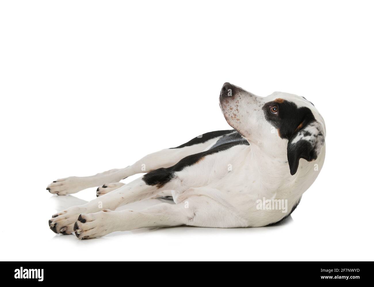 Big cross breed dog isolated on white Stock Photo - Alamy