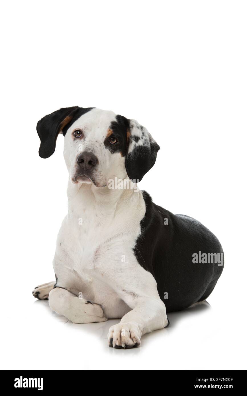 Cross Breeding Dogs