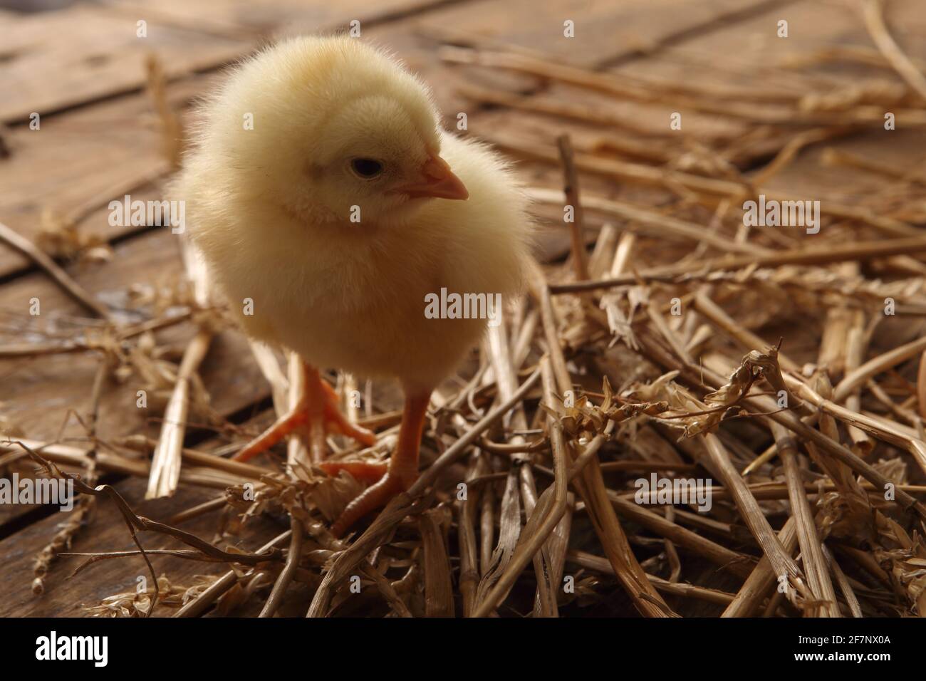 poultry farming - the newly hatched yellow chicks Stock Photo - Alamy