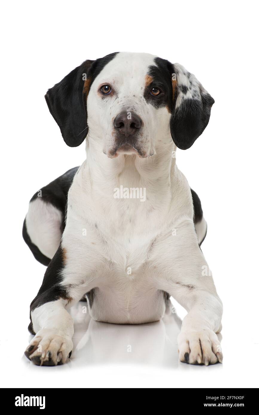 Big cross breed dog isolated on white Stock Photo - Alamy