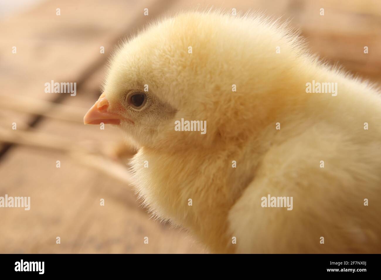 poultry farming - the newly hatched yellow chicks Stock Photo - Alamy