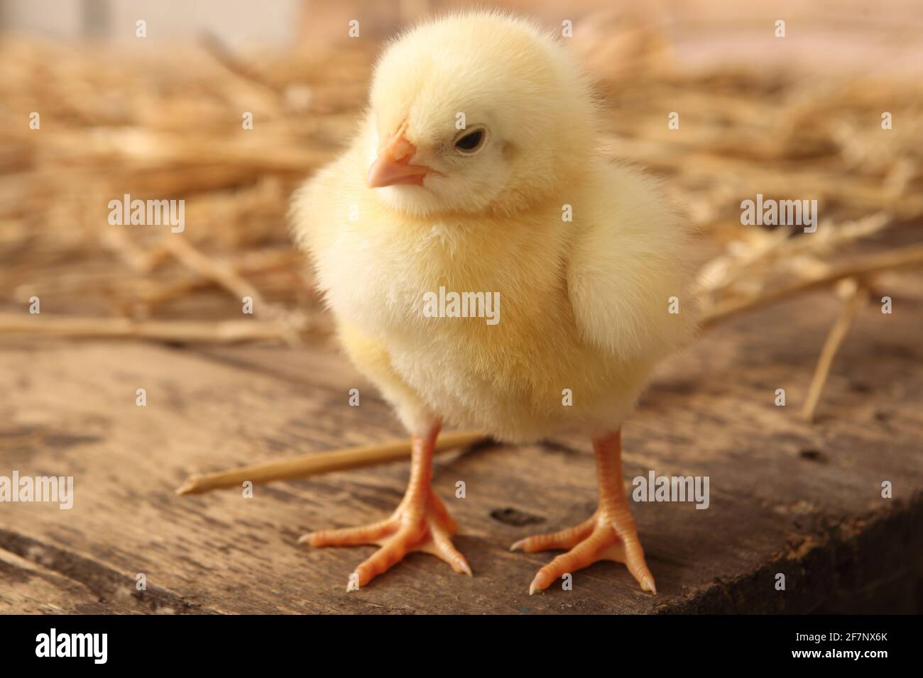 poultry farming - the newly hatched yellow chicks Stock Photo - Alamy