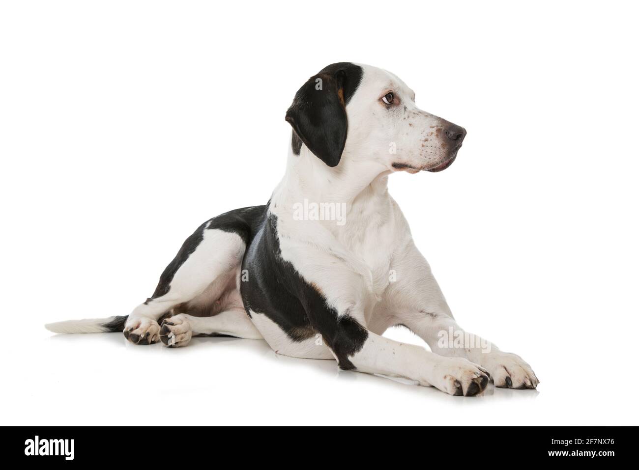 Big cross breed dog isolated on white background Stock Photo - Alamy