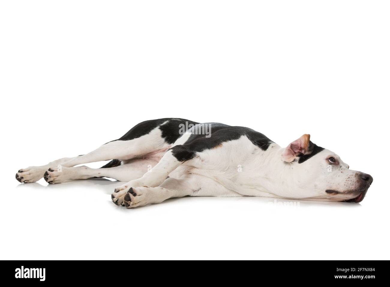 Big cross breed dog isolated on white background Stock Photo - Alamy