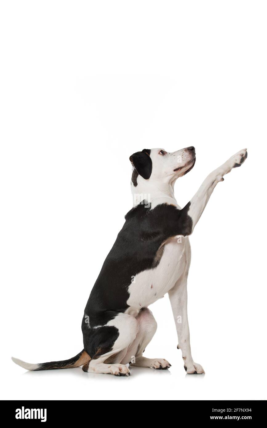 Big cross breed dog isolated on white background Stock Photo - Alamy