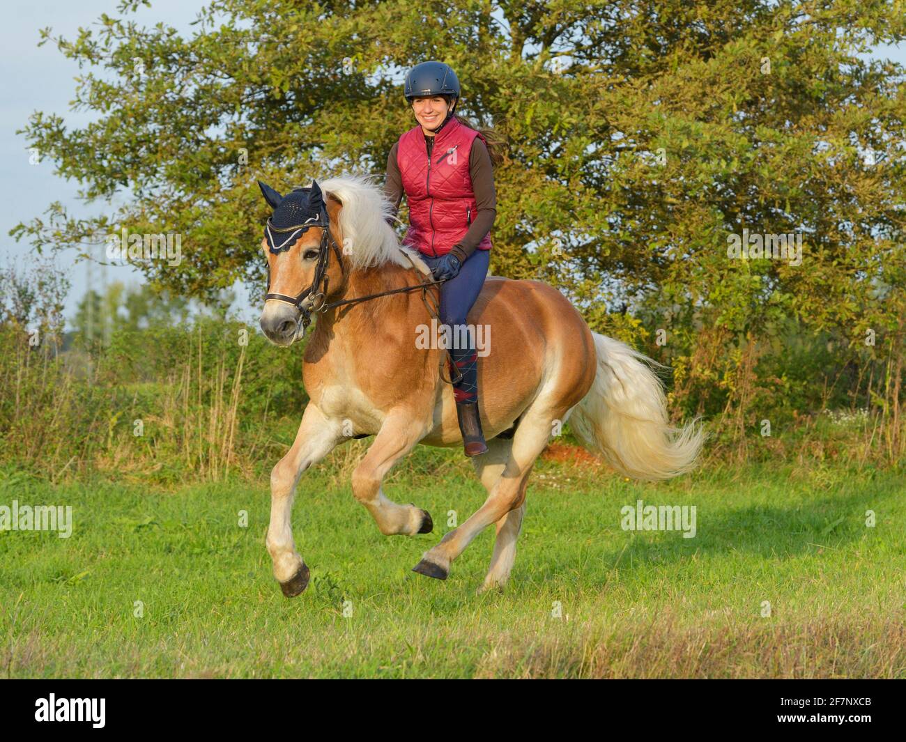 Riding bareback on a Haflinger horse in autumn Stock Photo - Alamy